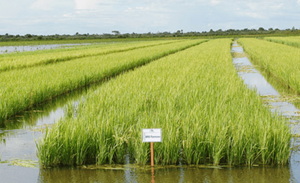 Rice Field Flood Irrigation