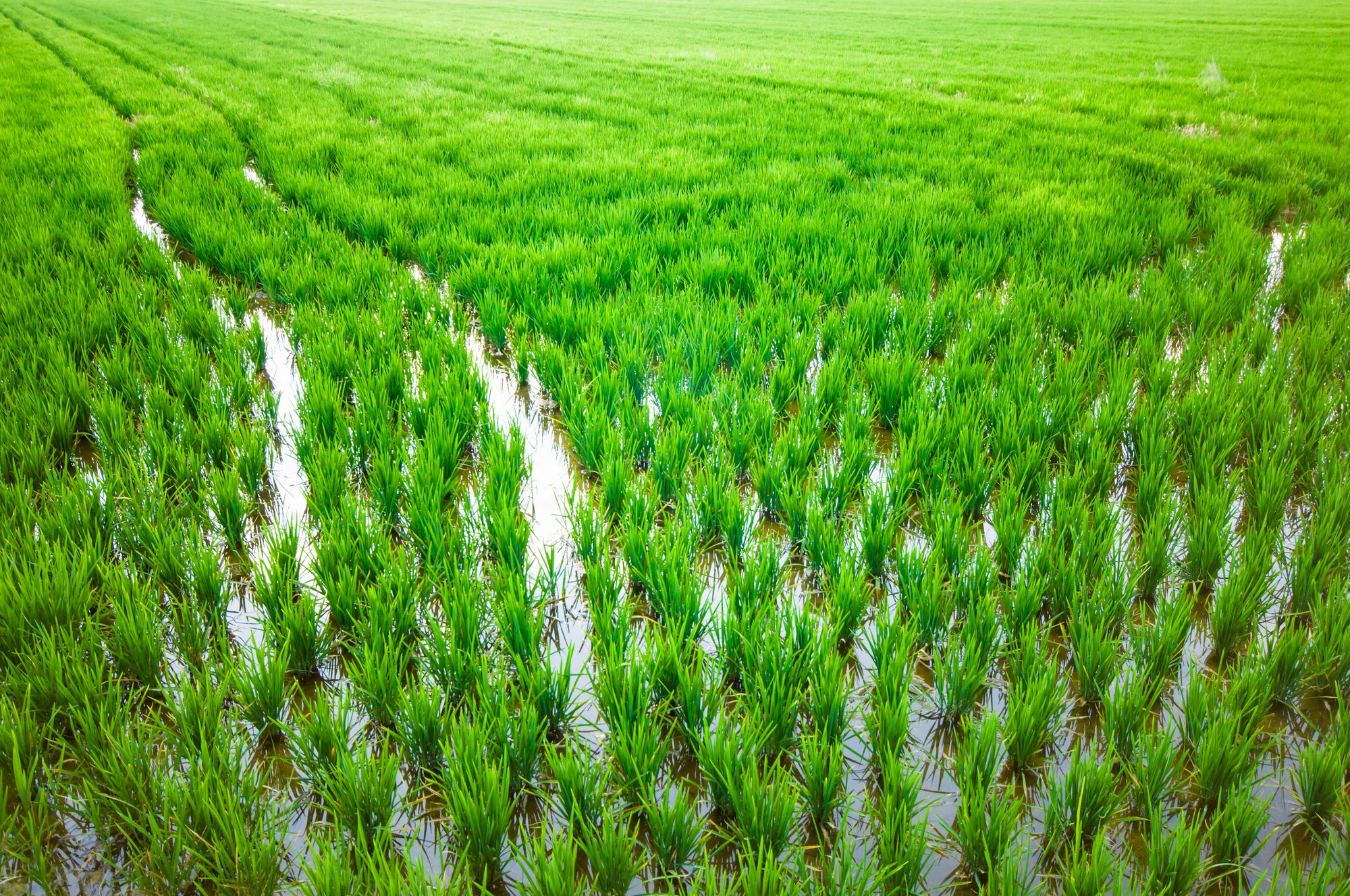 Rice Field Flood Irrigation
